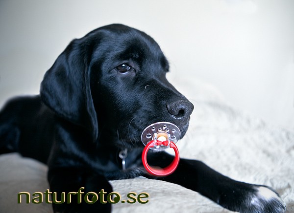 Hundvalp med napp - Naturfoto