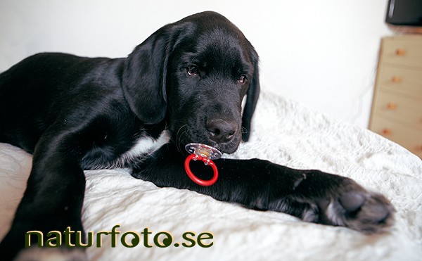 Hundvalp med napp - Naturfoto