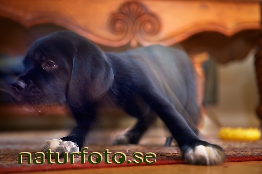 Hundvalp - Naturfoto